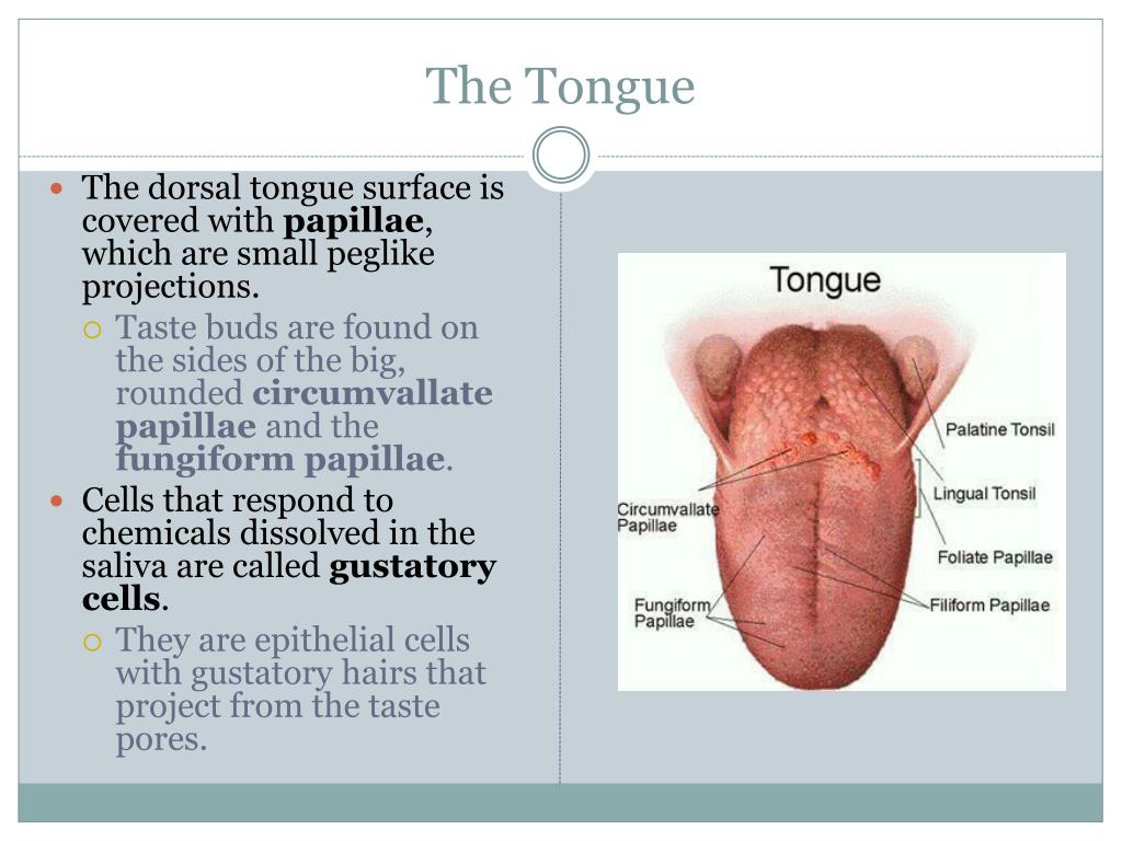PPT - Special Senses: Taste PowerPoint Presentation, free download - ID ...