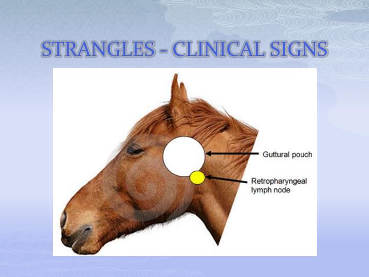 PPT - EQUINE RESPIRATORY DISEASES PowerPoint Presentation - ID:1938526