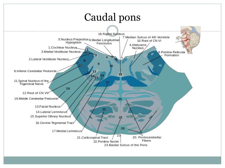 PPT - Pons PowerPoint Presentation - ID:1938748