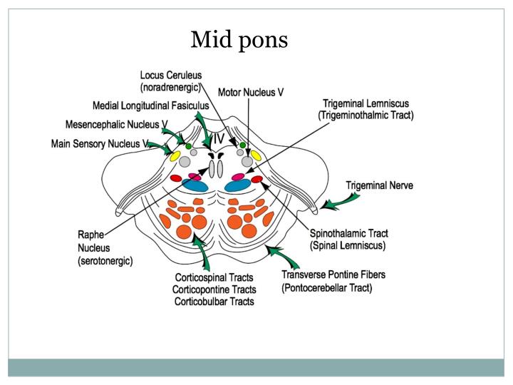 PPT - Pons PowerPoint Presentation - ID:1938748