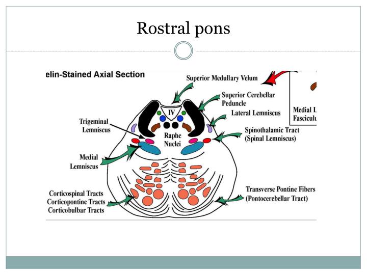PPT - Pons PowerPoint Presentation - ID:1938748