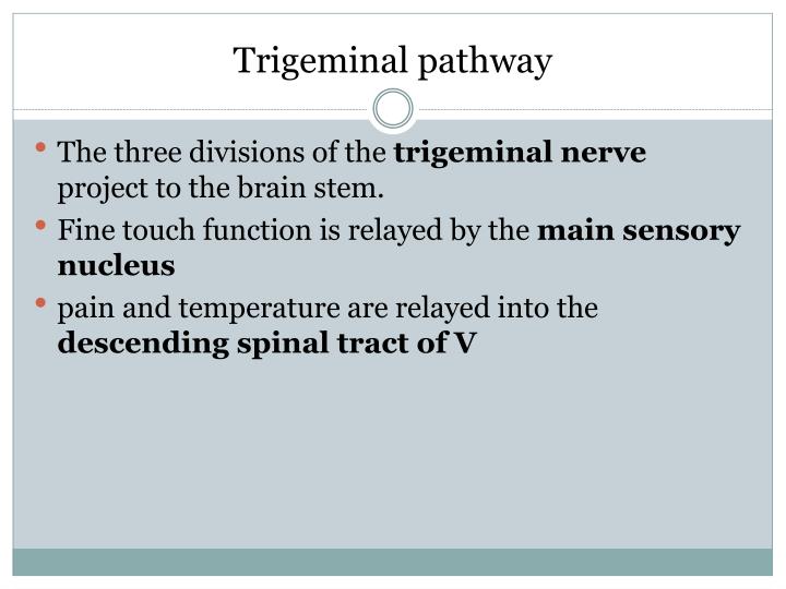 PPT - Pons PowerPoint Presentation - ID:1938748