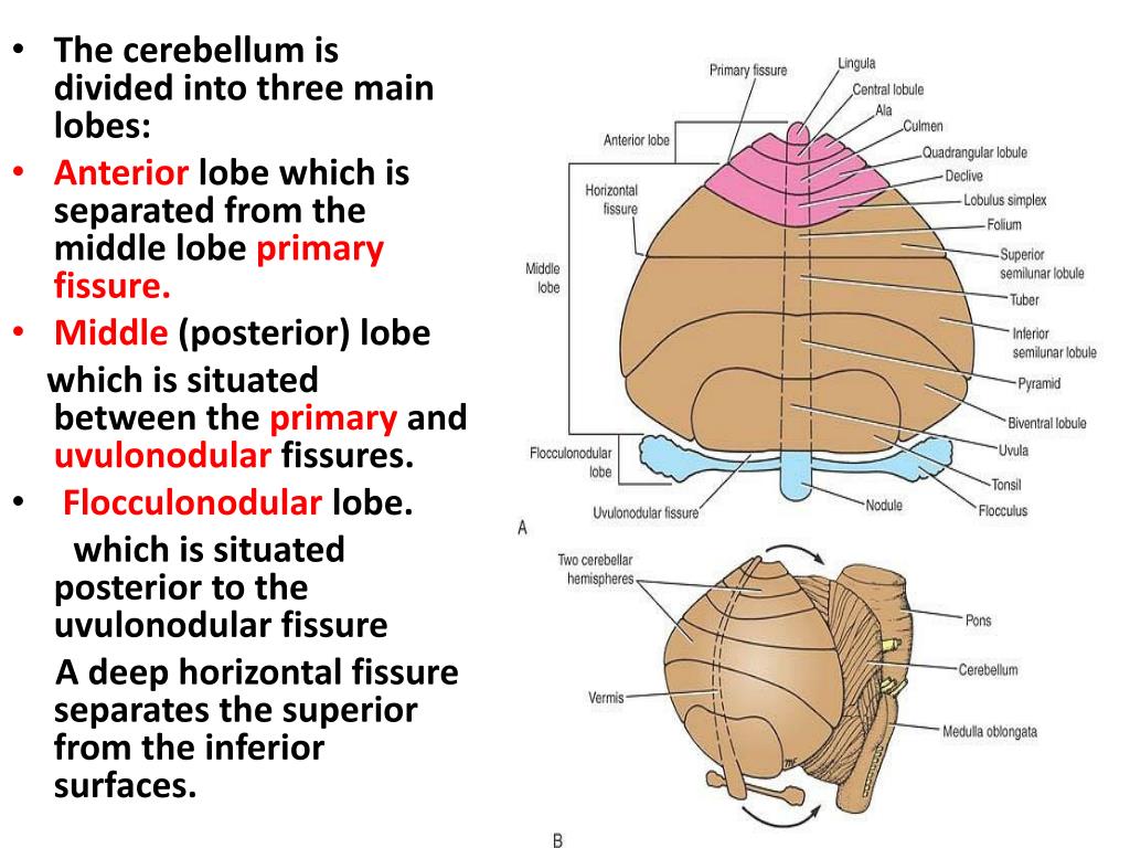 Histology Of Cerebellum Ppt Ppt Cerebellum Powerpoint - vrogue.co Histology Of Cerebellum Ppt Ppt Cerebellum Powerpoint - vrogue.co