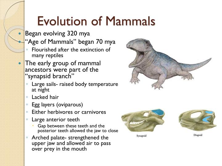 PPT - Mammals!!! PowerPoint Presentation - ID:1938784