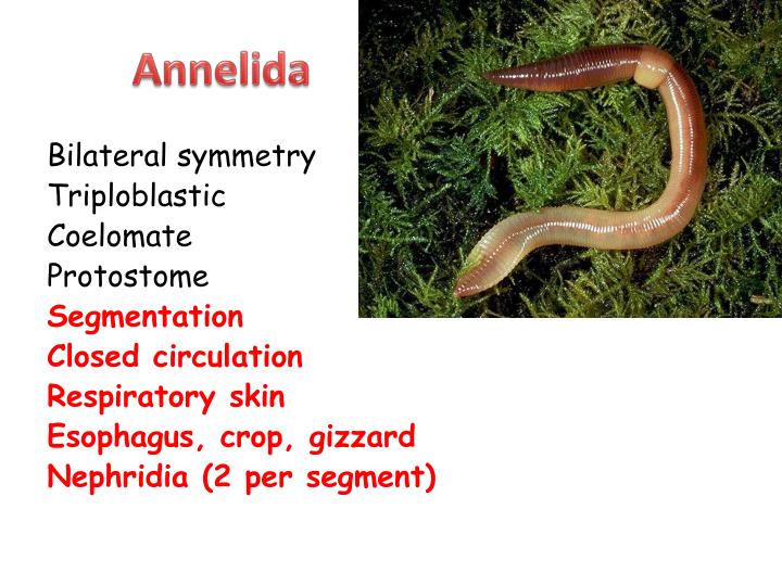 PPT - Invertebrates PowerPoint Presentation - ID:1938974