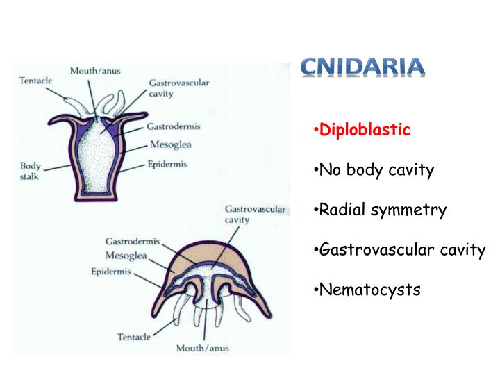 PPT - Invertebrates PowerPoint Presentation - ID:1938974