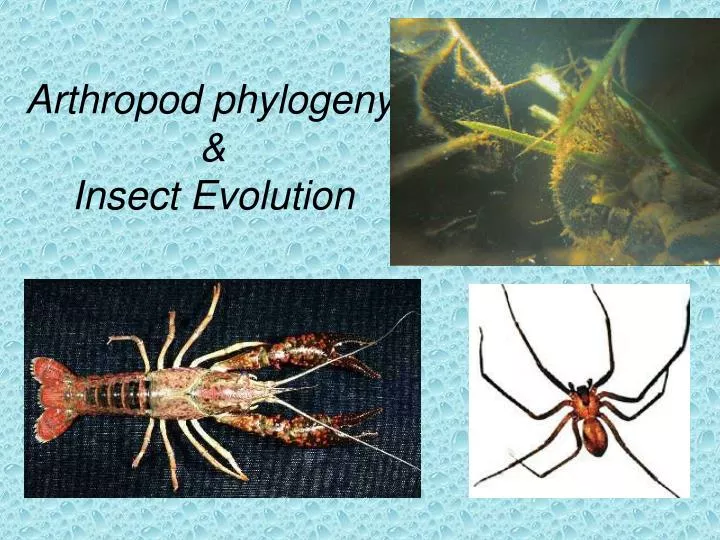 PPT - Arthropod phylogeny & Insect Evolution PowerPoint Presentation ...