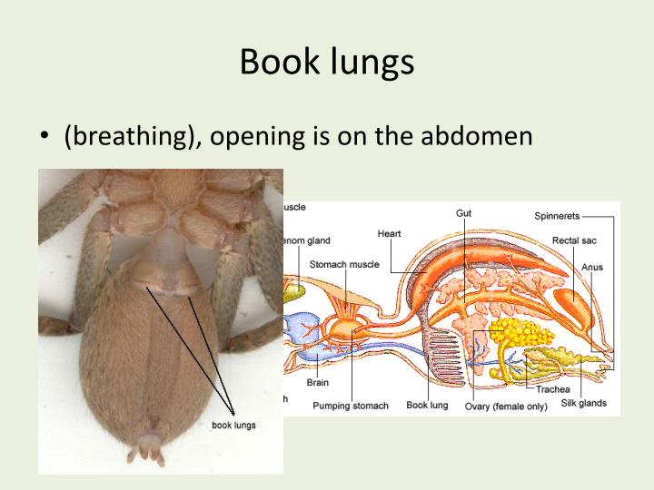 PPT - Arachnida PowerPoint Presentation - ID:1939035