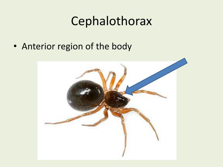 PPT - Arachnida PowerPoint Presentation - ID:1939035