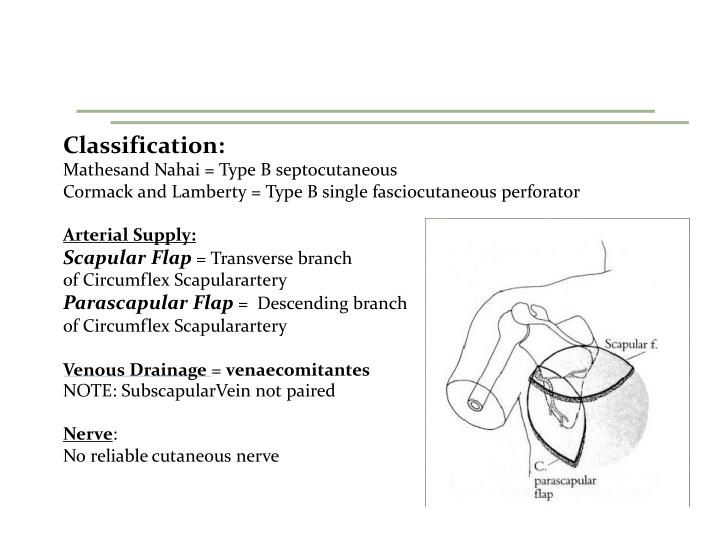 PPT - Scapular, Parascapular and P ectoralis Flaps PowerPoint ...