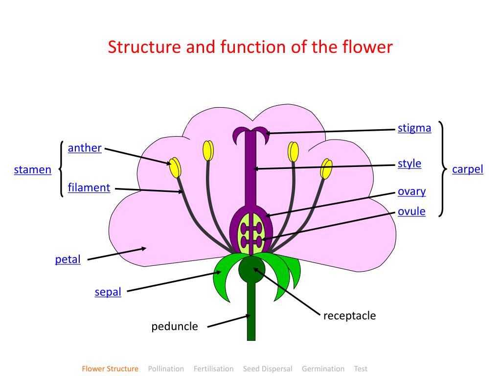 PPT - Plant Reproduction: Pollination and germination PowerPoint ...