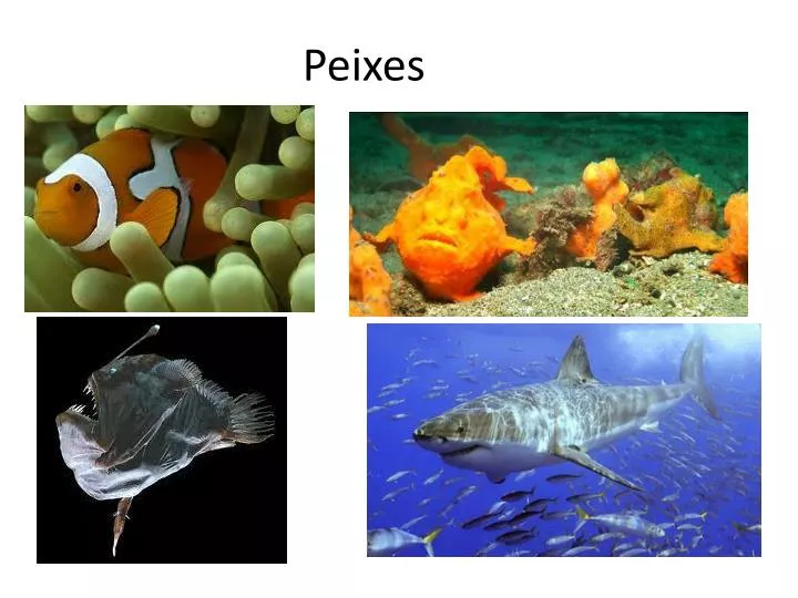 PPT - Peixes PowerPoint Presentation, free download - ID:1939498