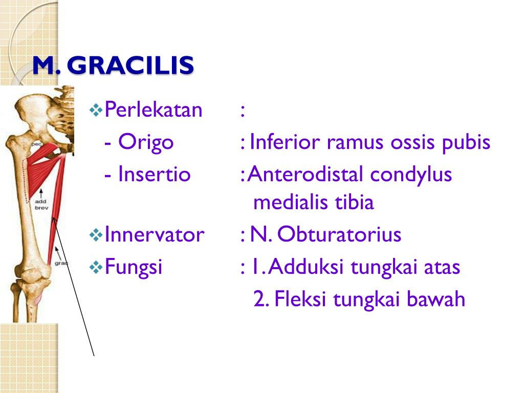 PPT - REGIO FEMUR & GENUS PowerPoint Presentation, free download - ID ...
