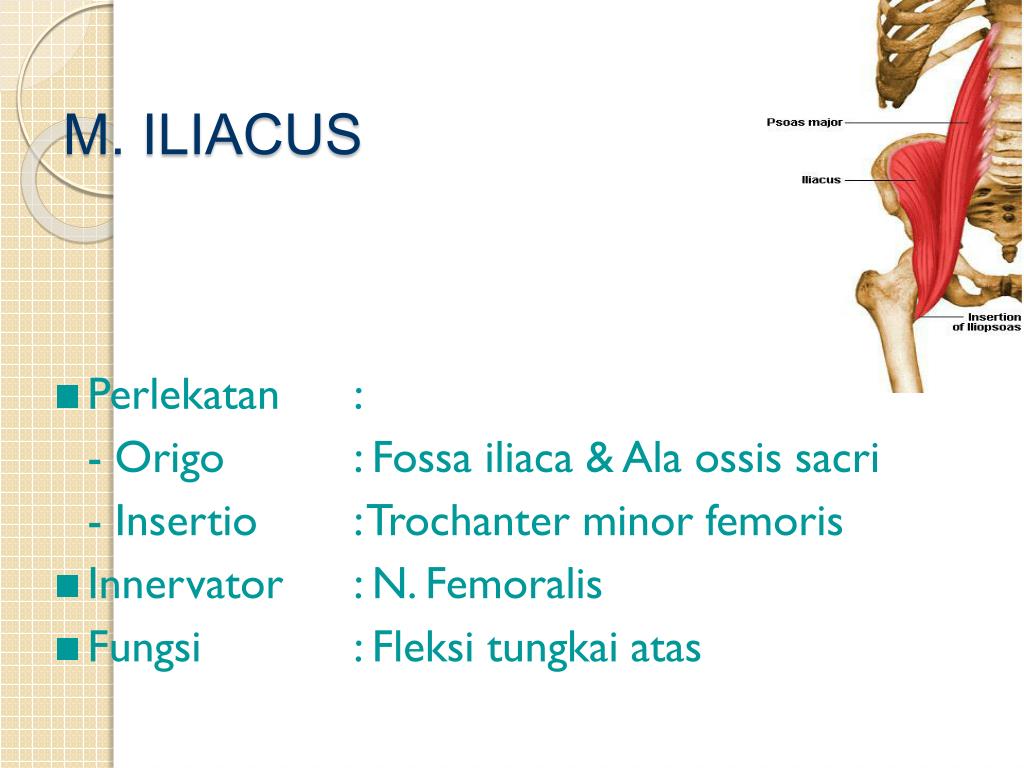 PPT - REGIO FEMUR & GENUS PowerPoint Presentation, free download - ID ...