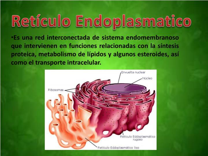 PPT - RETICULO ENDOPLASMICO LISO Y RUGOSO PowerPoint Presentation - ID ...