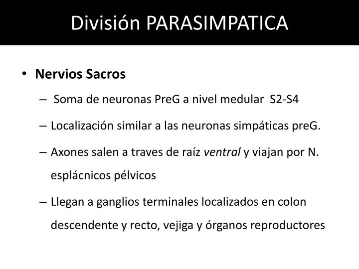 PPT - Sistema Nervioso Autónomo PowerPoint Presentation - ID:1939529