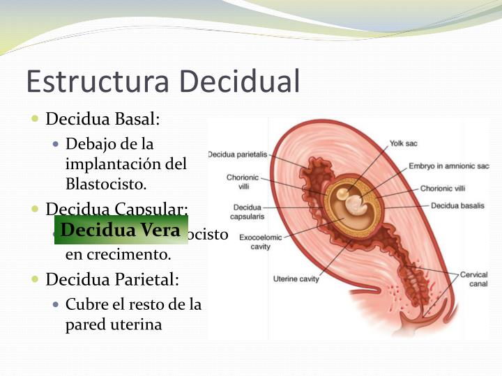 PPT - Decidua PowerPoint Presentation - ID:1939890