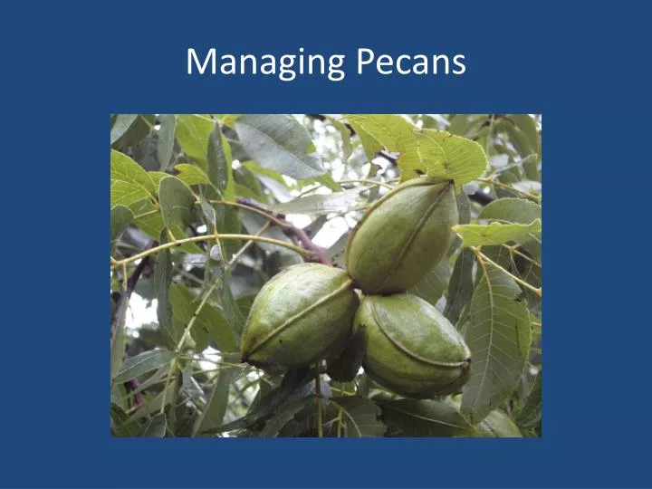 PPT - Managing Pecans PowerPoint Presentation, free download - ID:1940046