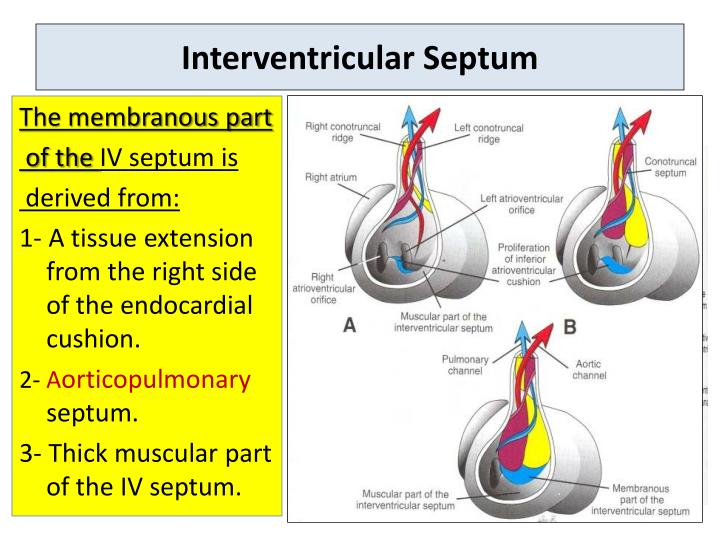 PPT - HEART DEVELOPMENT PowerPoint Presentation - ID:1940047
