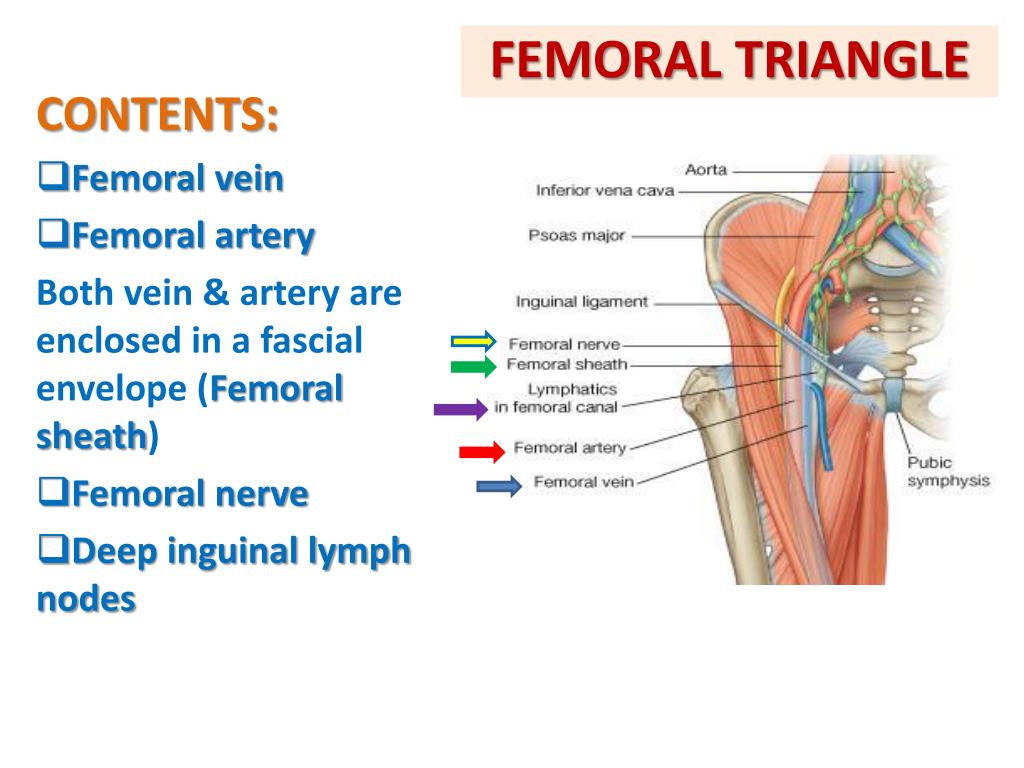 PPT - ANTERIOR & MEDIAL COMPARTMENTS OF THIGH PowerPoint Presentation ...