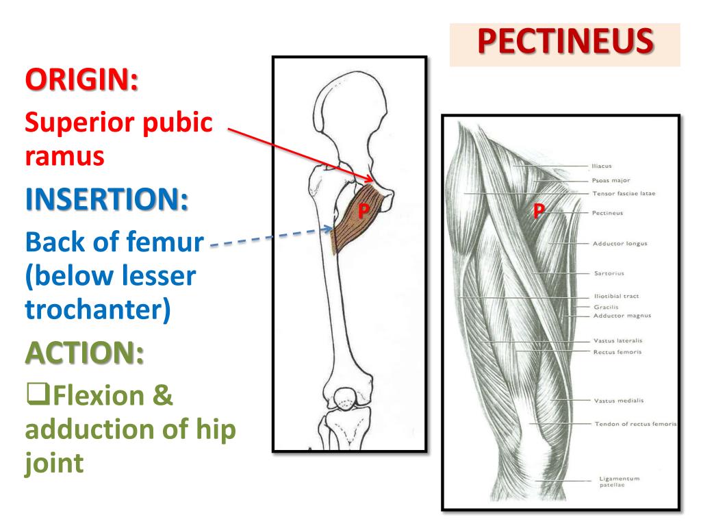 PPT - ANTERIOR & MEDIAL COMPARTMENTS OF THIGH PowerPoint Presentation ...