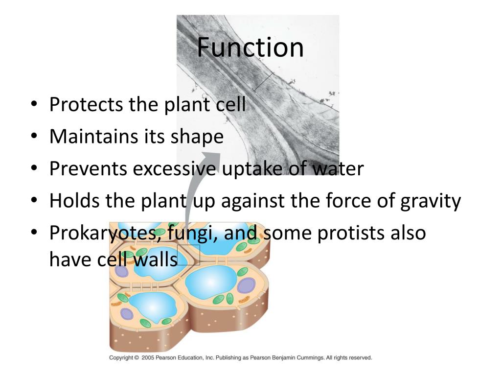 PPT The Cell Wall PowerPoint Presentation Free Download ID 1940111