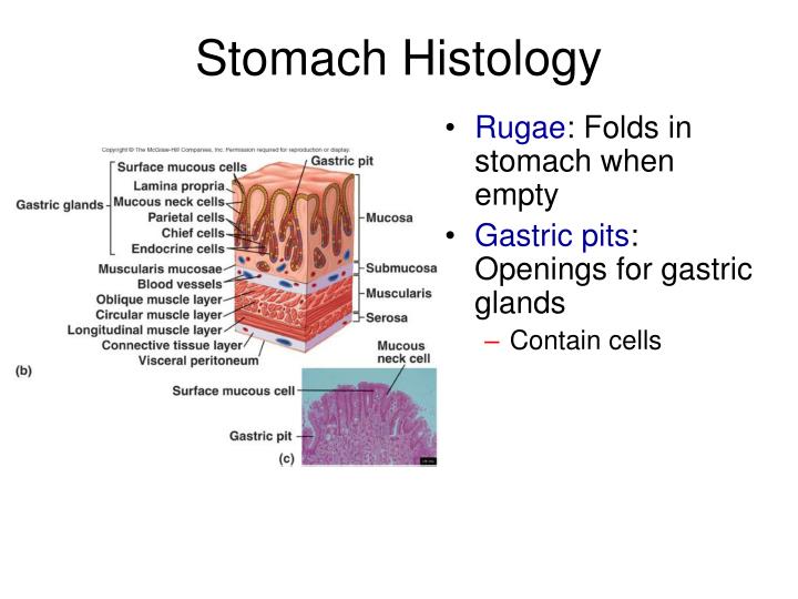 PPT - Stomach Anatomy PowerPoint Presentation - ID:1940155