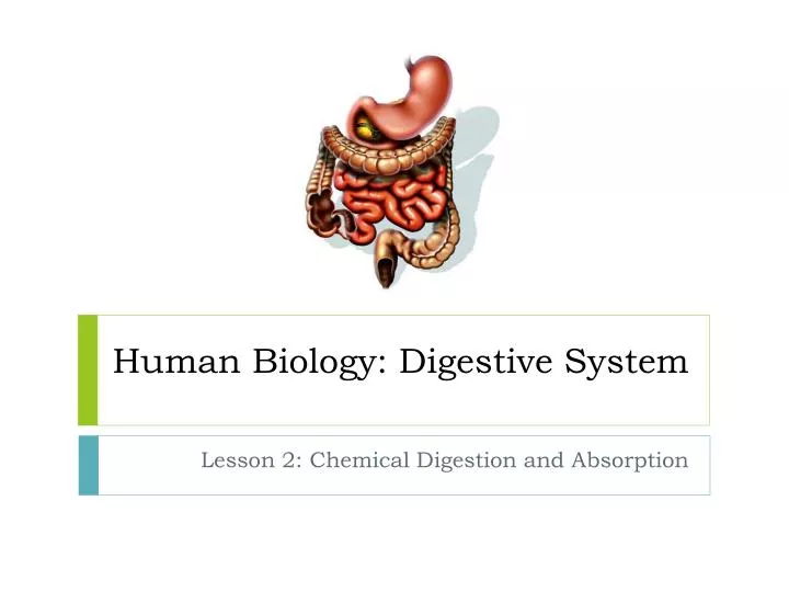 PPT - Human Biology: Digestive System PowerPoint Presentation, free ...