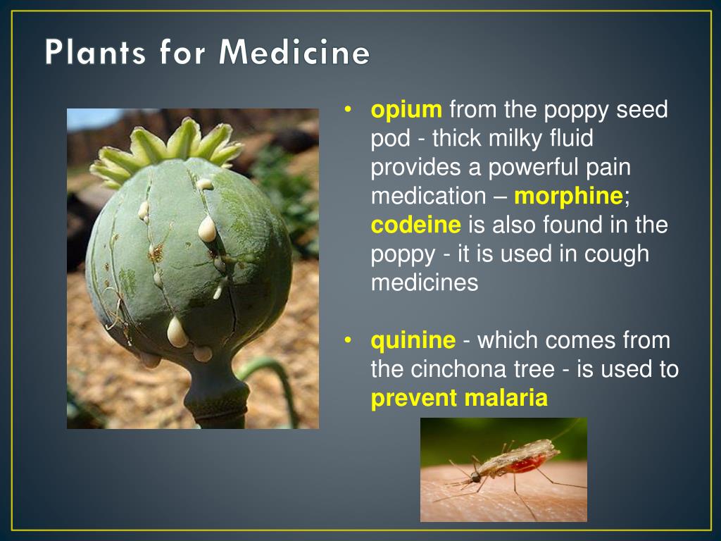 Ppt Plants And People Powerpoint Presentation Free