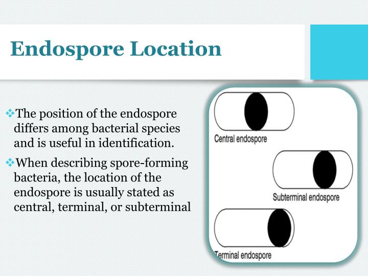 PPT - Endospore Staining PowerPoint Presentation - ID:1940792