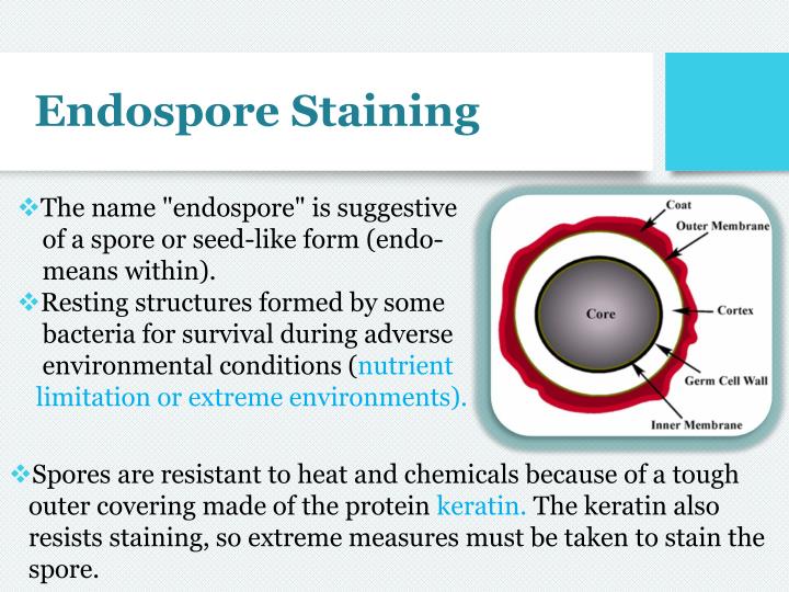 PPT - Endospore Staining PowerPoint Presentation - ID:1940792