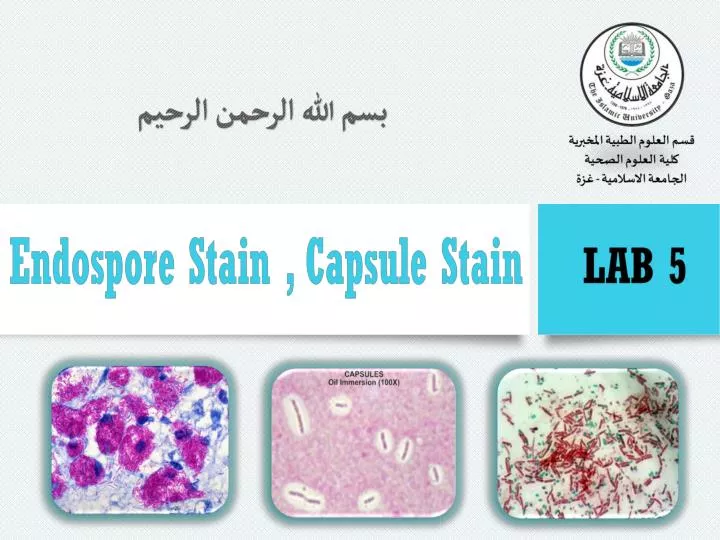 PPT - Endospore Staining PowerPoint Presentation, free download - ID ...
