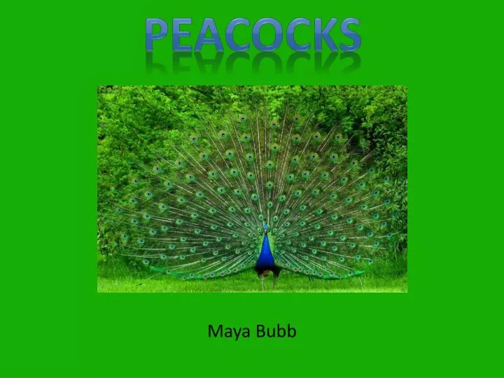 PPT - peacocks PowerPoint Presentation, free download - ID:1940827