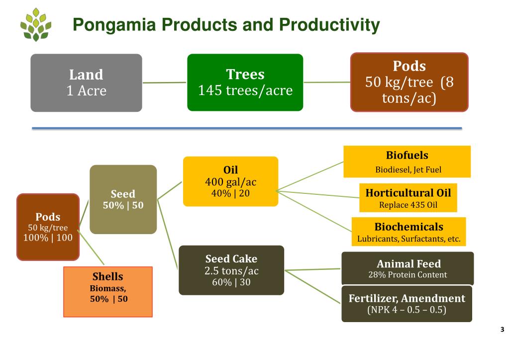 PPT - Pongamia: An Oilseed Tree Crop for Florida’s Lost Citrus Acreage ...