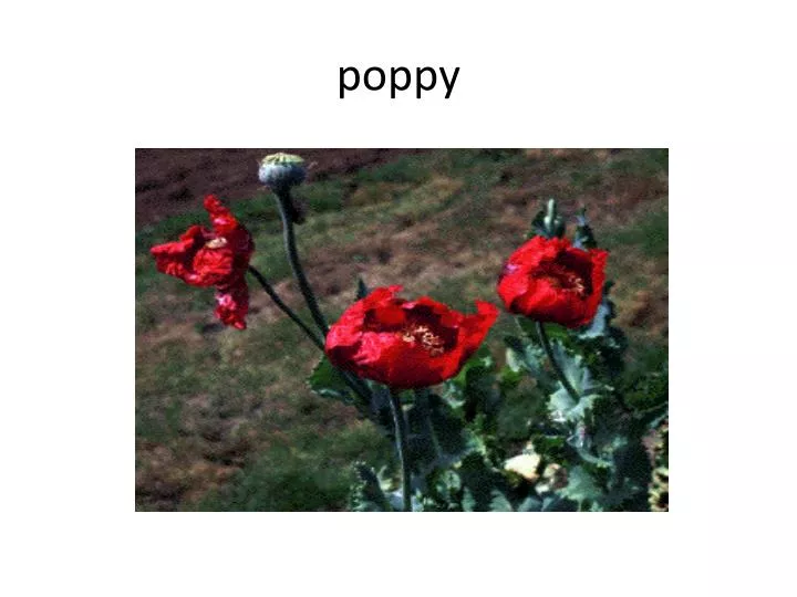 PPT - poppy PowerPoint Presentation, free download - ID:1941390