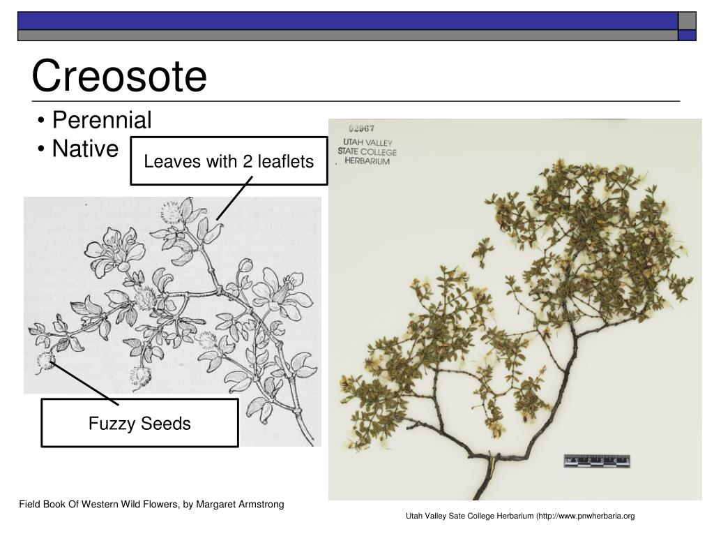PPT - 25 Major Rangeland Plants PowerPoint Presentation, free download ...