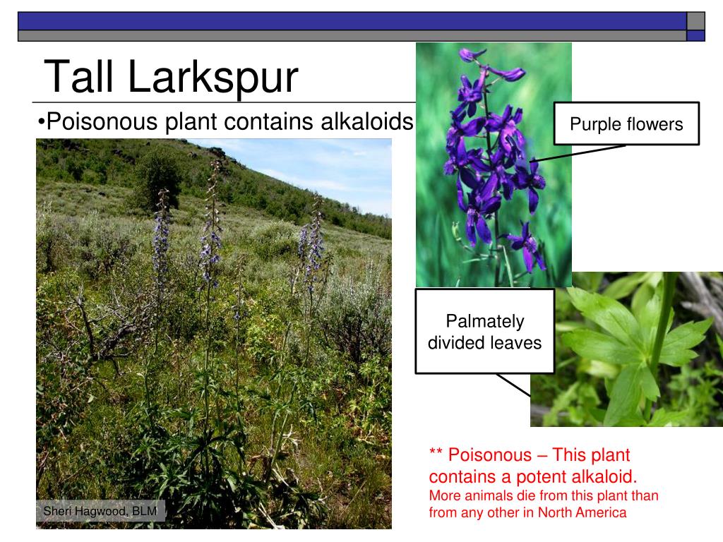 PPT - 25 Major Rangeland Plants PowerPoint Presentation, free download ...