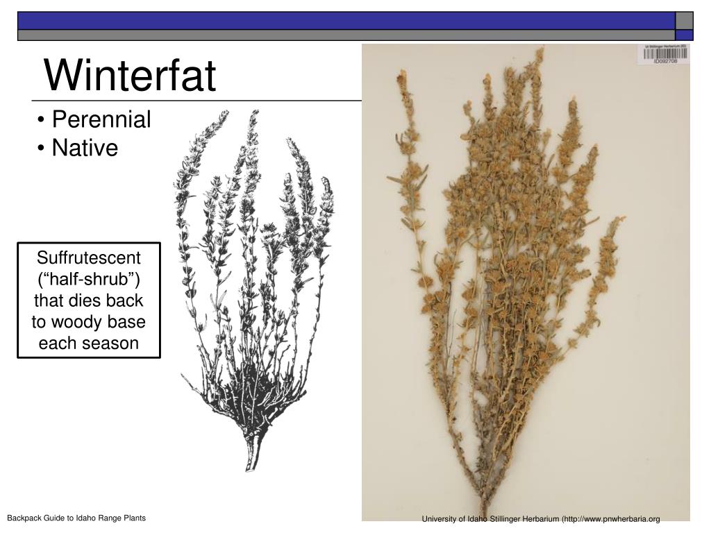 PPT - 25 Major Rangeland Plants PowerPoint Presentation, free download ...