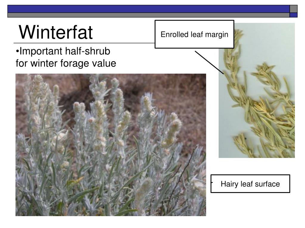 PPT - 25 Major Rangeland Plants PowerPoint Presentation, free download ...