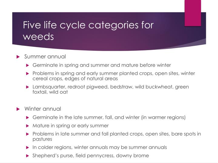 PPT - Weed life cycles PowerPoint Presentation - ID:1941478