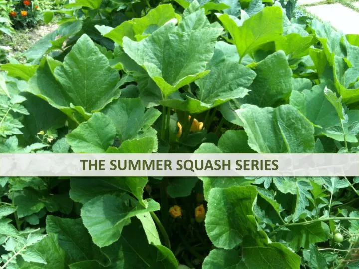 PPT - THE SUMMER SQUASH SERIES PowerPoint Presentation, free download ...