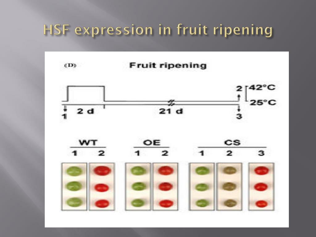 PPT - HEAT stresS RESPONSE and Heat-shock Protein IN PLANTS PowerPoint ...
