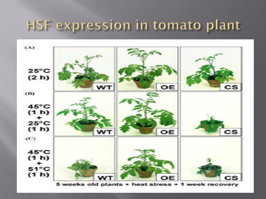 PPT - HEAT stresS RESPONSE and Heat-shock Protein IN PLANTS PowerPoint ...