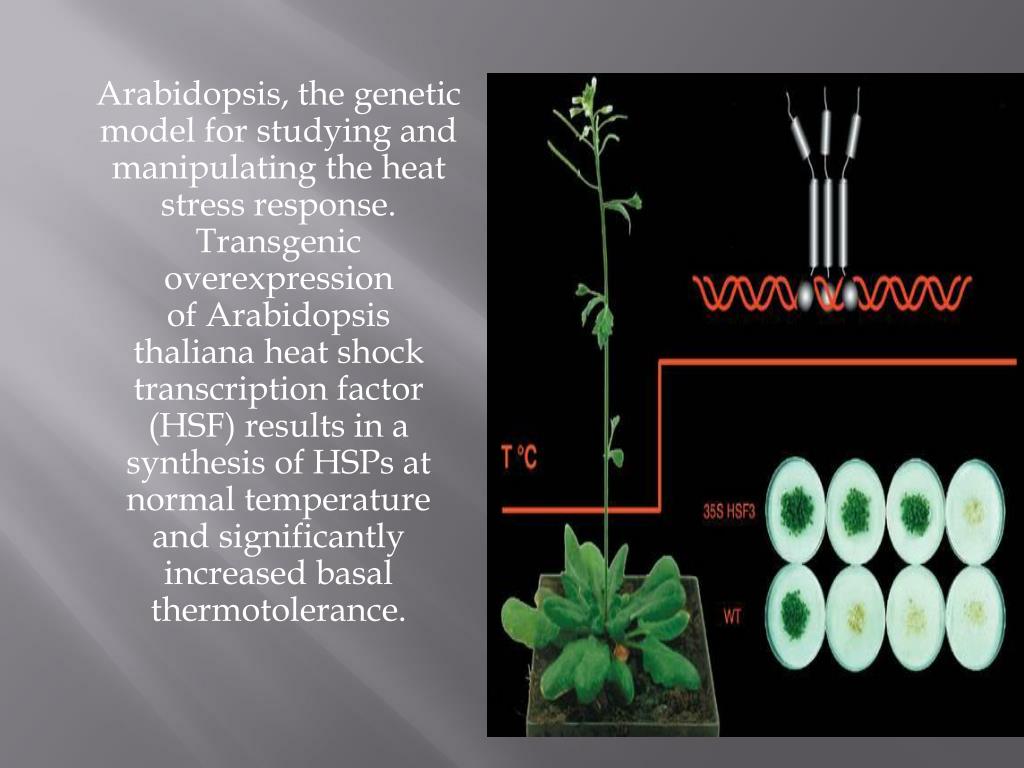 PPT - HEAT stresS RESPONSE and Heat-shock Protein IN PLANTS PowerPoint ...