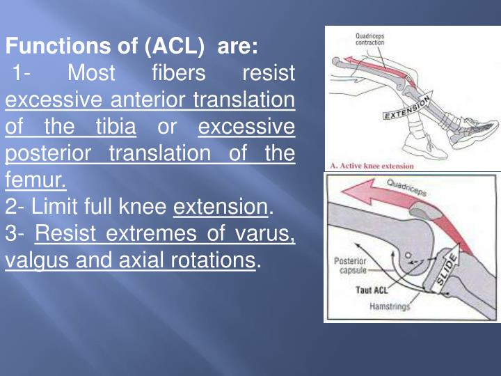 PPT - Pathomechanics of Knee Joint (part II) PowerPoint Presentation ...