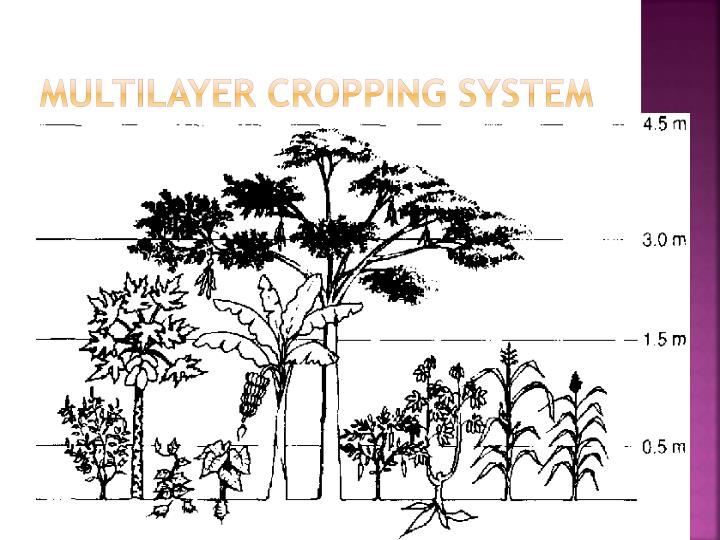PPT - CROPPING SYSTEM dan crops-livestock production systems PowerPoint ...