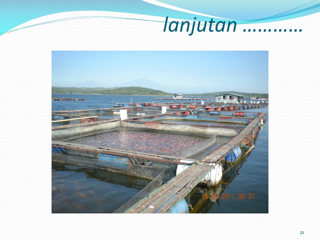 PPT - TEKNIK PEMBESARAN IKAN NILA PowerPoint Presentation, free ...