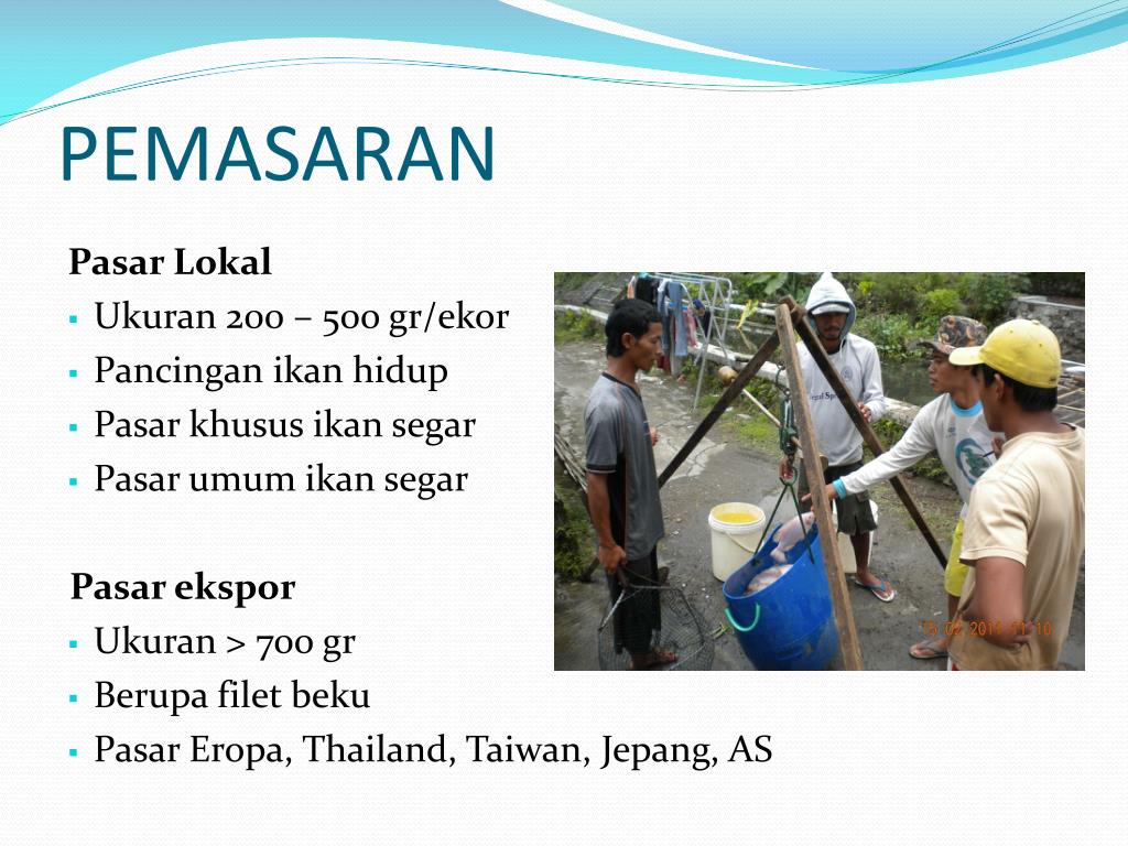 PPT - TEKNIK PEMBESARAN IKAN NILA PowerPoint Presentation, free ...