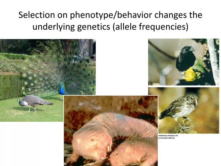 PPT - Selection on phenotype/behavior changes the underlying genetics ...