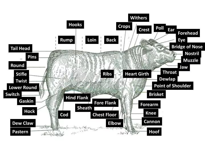 PPT - Rump PowerPoint Presentation, free download - ID:1943299